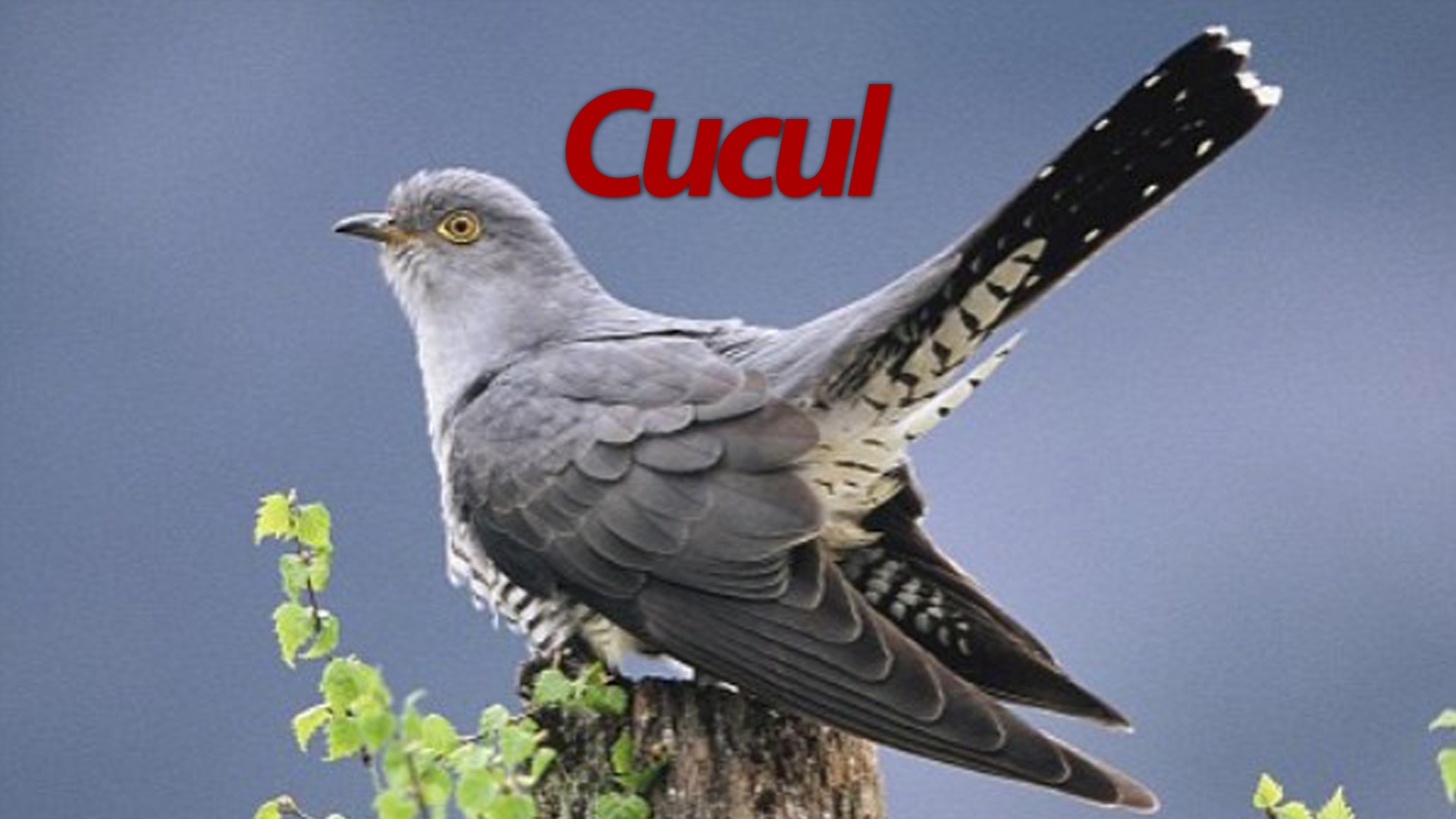 Cucul - Poveste pentru copii | Teatru Audio