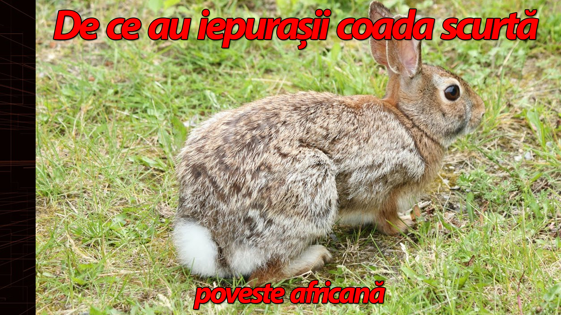 De ce au iepurasii coada scurta - Poveste Africana - Povesti
