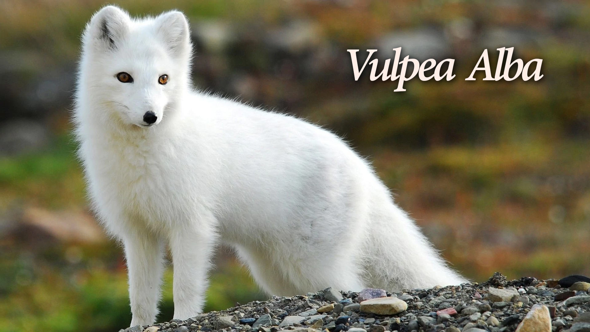 Vulpea alba - Basm japonez | Teatru Audio