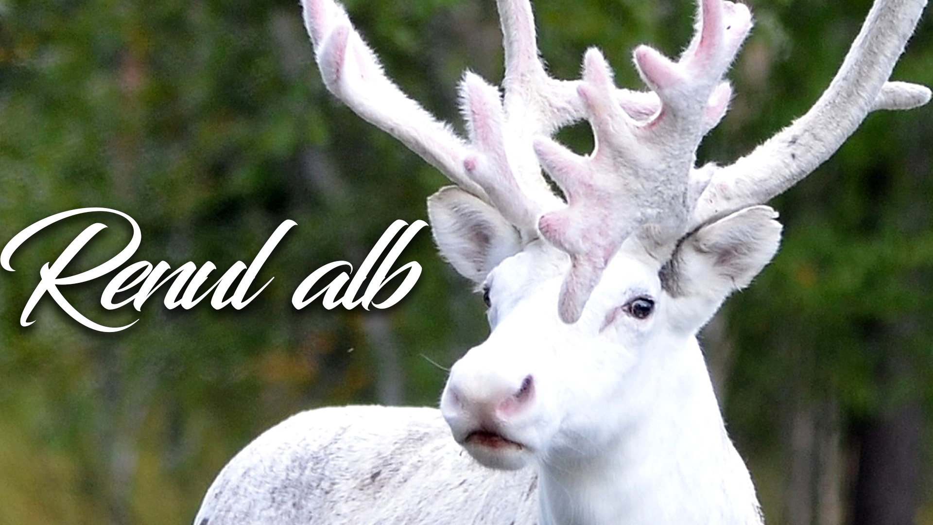 Renul alb - Povesti online | Teatru Audio